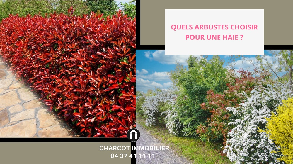 QUELS ARBUSTES CHOISIR POUR UNE HAIE ? | Charcot Immobilier
